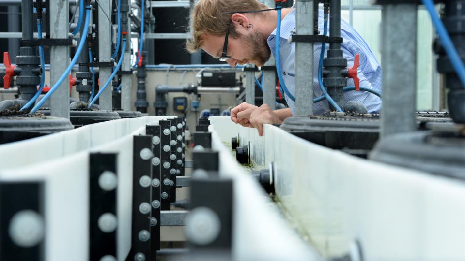 Das Prinzip Aquaponik – klar definiert | IGB